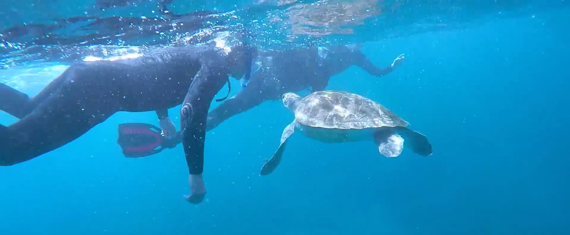 ⊛ Snorkelling with Turtles in Tenerife ⊛ The Only Place on the Island 2022