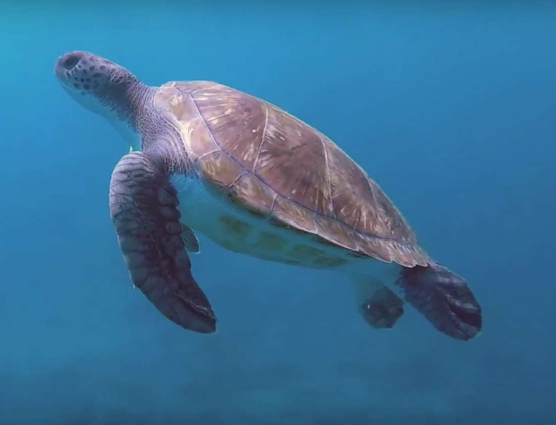⊛ Snorkelling with Turtles in Tenerife ⊛ The Only Place on the Island 2022
