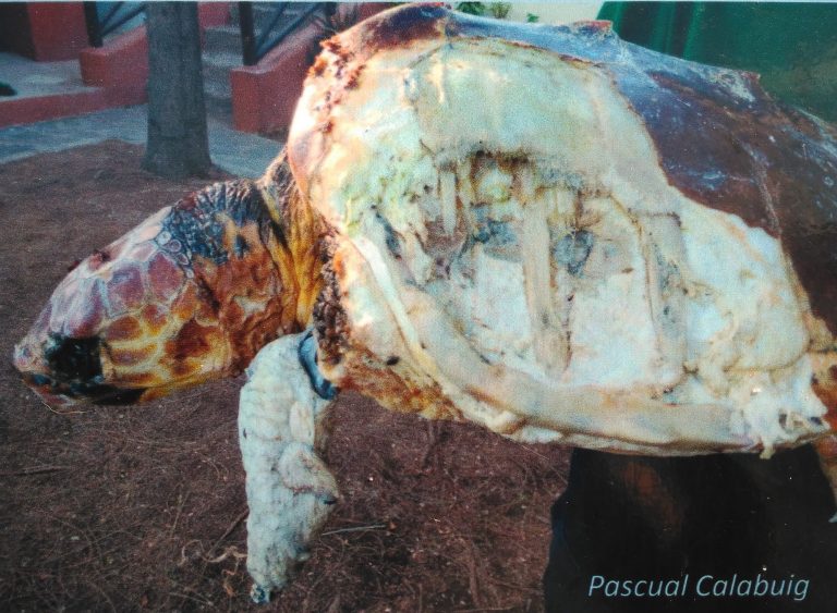 ⊛ Rescate de Tortugas Heridas o Atrapadas ⊛ Cómo Salvarlas