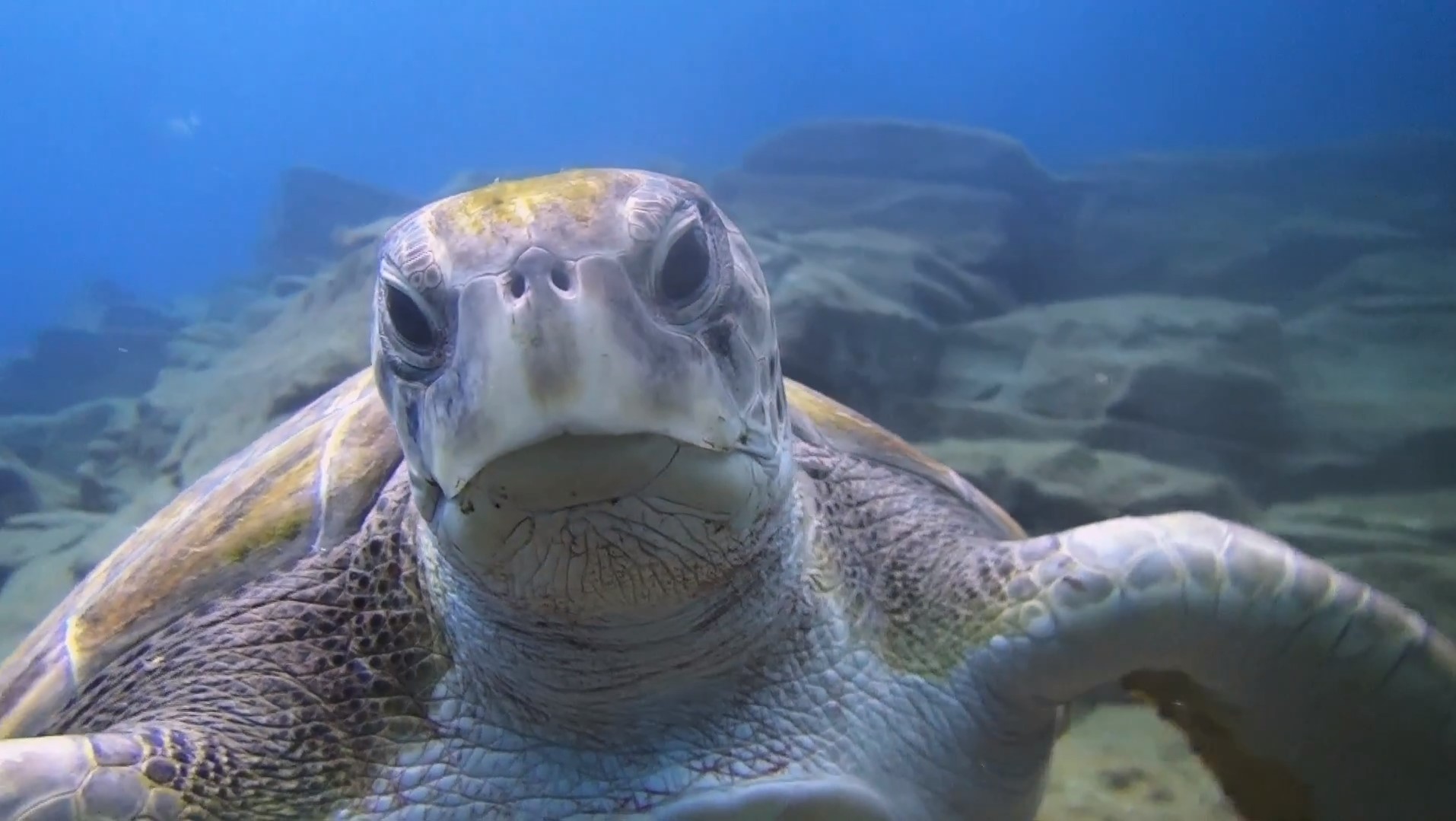 ⊛ Snorkelling with Turtles in Tenerife ⊛ The Only Place on the Island 2022